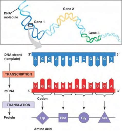 3 The Process Of Transcription And Translation [18] Download