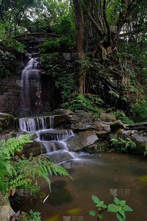 热带森林中的小溪