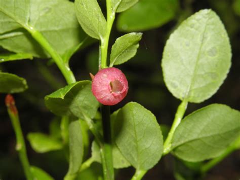 Vaccinium Myrtillus L Plants Of The World Online Kew Science