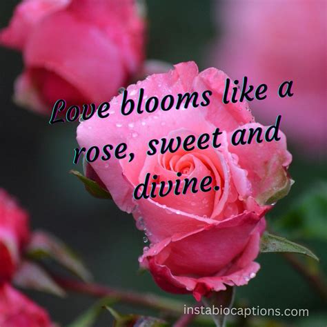384 Best Rose Captions For Instagram On Colorful Rose Images