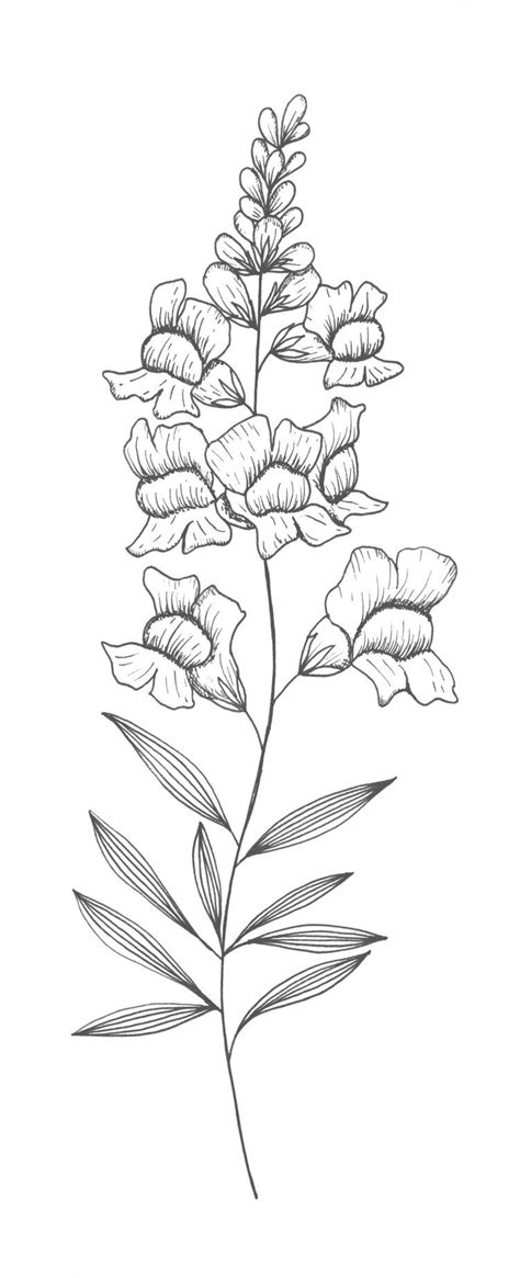 Snapdragon Flower Drawing At Explore Collection Of