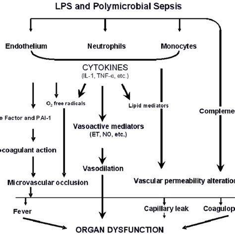 Pathogenesis Of Organ Dysfunction During Sepsis Download Scientific Diagram