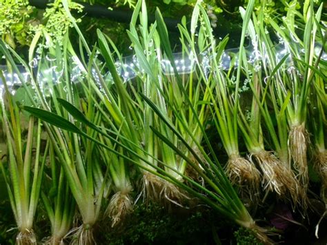 Chilensis Broadleaf Sagittaria Platyphylla Trins Tropical Fish