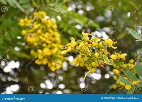 Siamese Senna Siamese Cassia Cassod Tree Thai Copperpod Royalty Free
