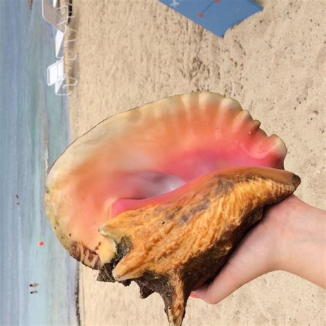 The Magic Conch Conch Magic