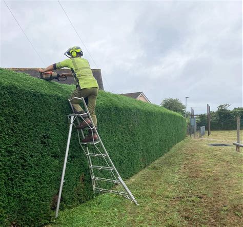 Contact Broadleaf Tree Surgery And Landscaping Axminster Trees