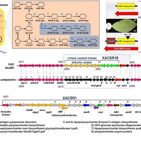Lps And O Antigen Synthesis A Model Representing Lps And O Antigen