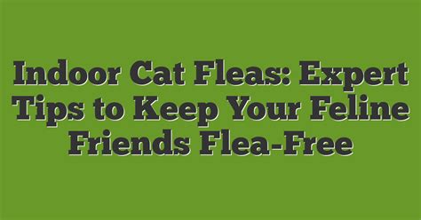 Indoor Cat Fleas Expert Tips To Keep Your Feline Friends Flea Free