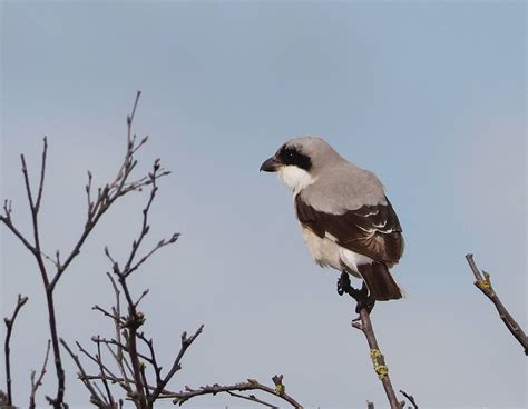 Birds Of The Heath Norfolk Birdlife And Astronomy Most Of The Shrikes