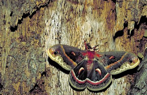 Difference Between Moth And Butterfly Facts Differences In Appearance Behavior