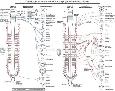 Apogee Acu Tone™ ~ Vibrational Sound Therapy The Function Of Sound