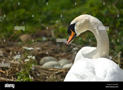 Female Swan Guarding And Incubating Her Eggs Stock Photo Alamy