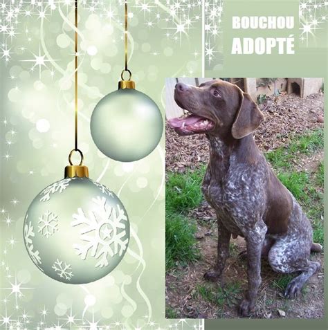 Bouchou ♥ Chien Tableau