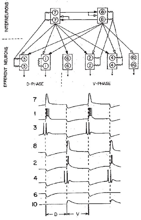 Features Of The Locomotor Cpg In An Invertebrate The Marine Mollusc Download Scientific