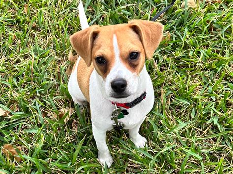 Jack Chi The Energetic Chihuahua Mix With Jack Russell Terrier Dog