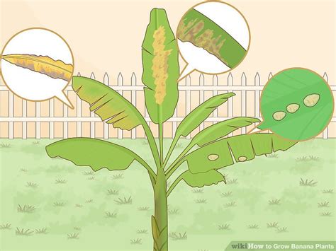 How To Grow Banana Plants With Pictures WikiHow