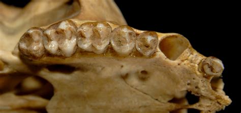 Adw Cercopithecidae Specimens