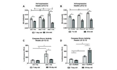 Aging Affects The Cell Death Activator Head Involution Defective Hid
