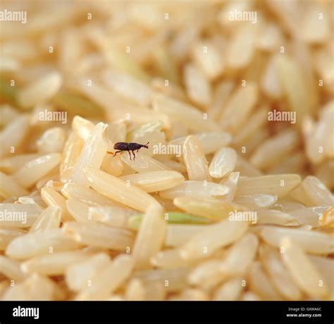 Rice Weevil In My Rice At Carmen Pink Blog
