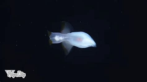 Pteropod Youtube