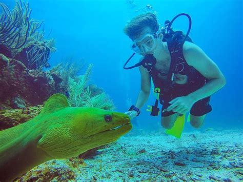 Diving In Belize Ambergris Caye Vcog