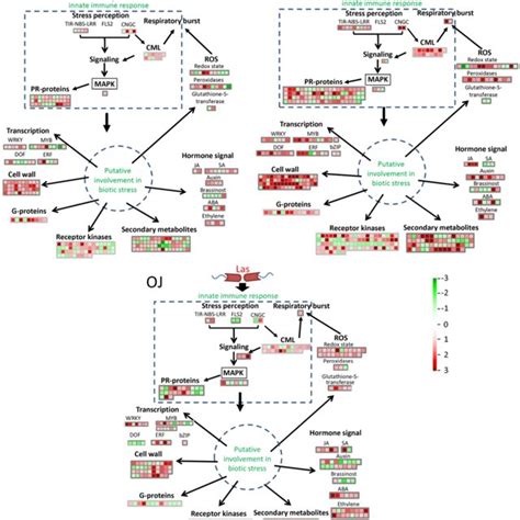 Mapman Visualization Of Biotic Stress Related Degs In Jincheng Orange