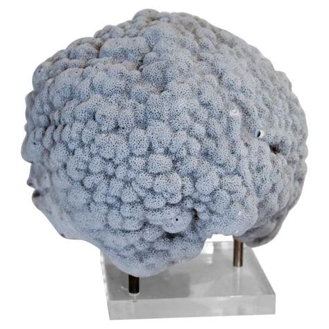 Grey Brain Coral Specimen On Acrylic And Brass Stand Brain Coral Coral Acrylic