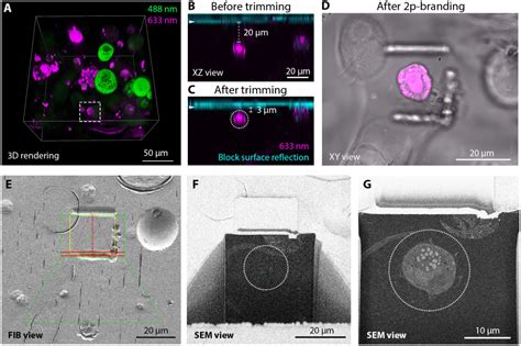 Electron Microscopy Core Facility The Facility Provides Advanced Expertise In Electron