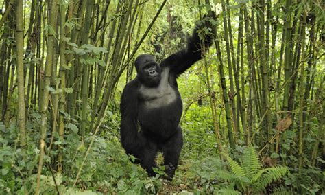 Species Spotlight Mountain Gorilla Pages Wwf