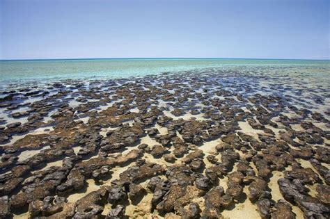 Shark Bay World Heritage Site Marine Life Mangroves Britannica