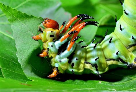 Рогатый Дьявол Гикори превращается в Masterok — Livejournal