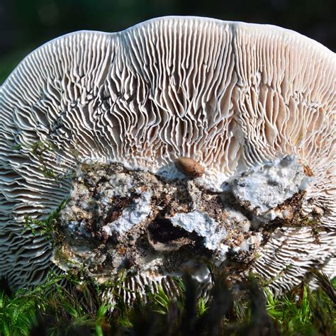 Mushroom Species Mushroom Appreciation