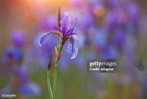 Green Iris Flower Photos And Premium High Res Pictures Getty Images