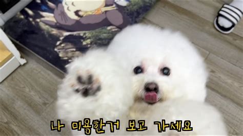 중국 미용사분께 알아서 해주세요 라고 부탁해 본 비숑 미용인데 이제 Youtube