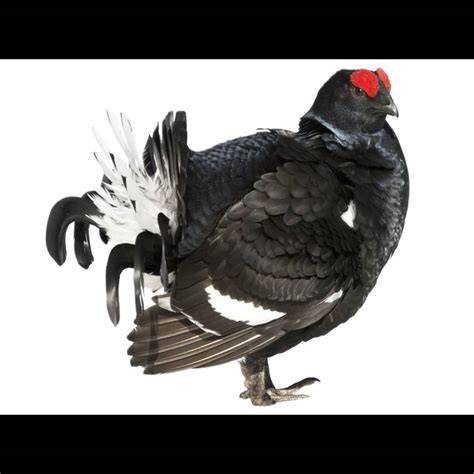 Black Grouse Lyrurus Tetrix Identification Birda