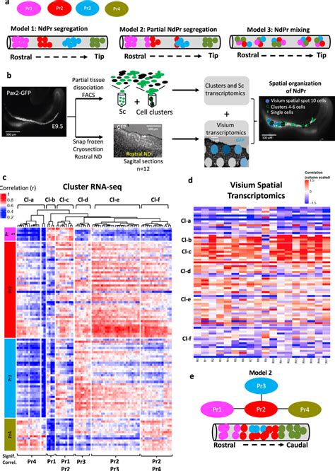 Cluster Rna Seq Analysis Supports The Spatial Segregation Of Nephric Download Scientific
