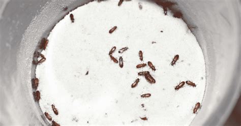 10 Examples Of Bugs In Flour A Mini Guide