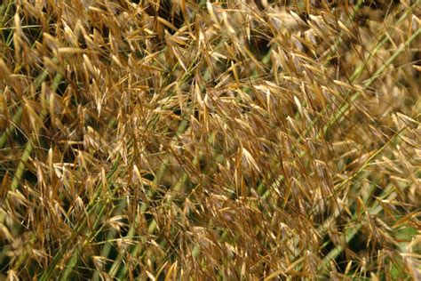 Stipa Gigantea Plants To Your Door
