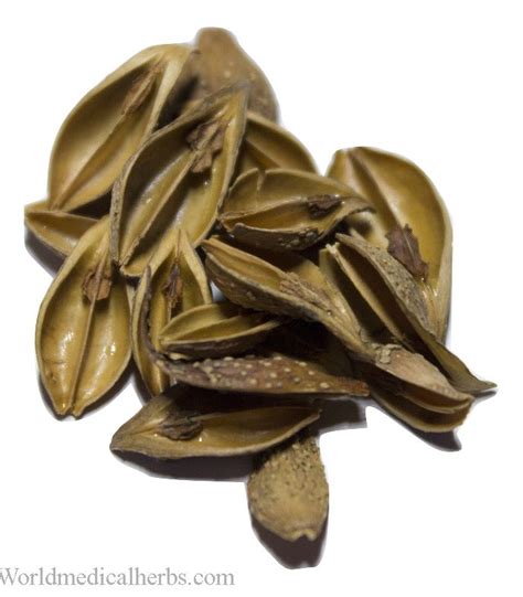 Lian Qiao Chinese Herbal Medicine