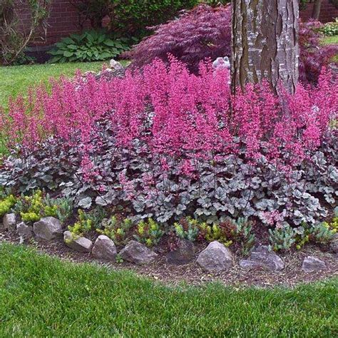 Native Plants For Zone 6b At Jeremy Gladys Blog