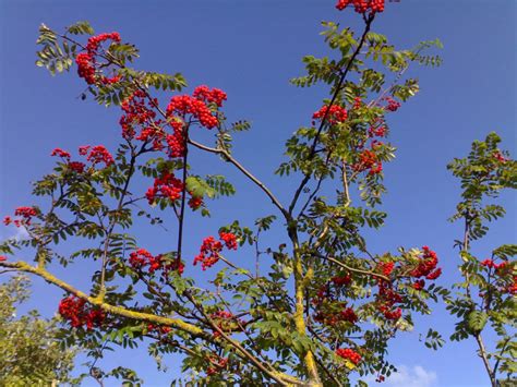 Buy Or Dedicate A Rowan Tree From £999 Eforestscouk