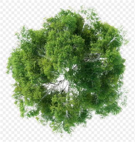 PNG Top View Birch Tree Free PNG Rawpixel
