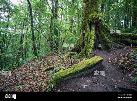 Tropical Evergreen Forest