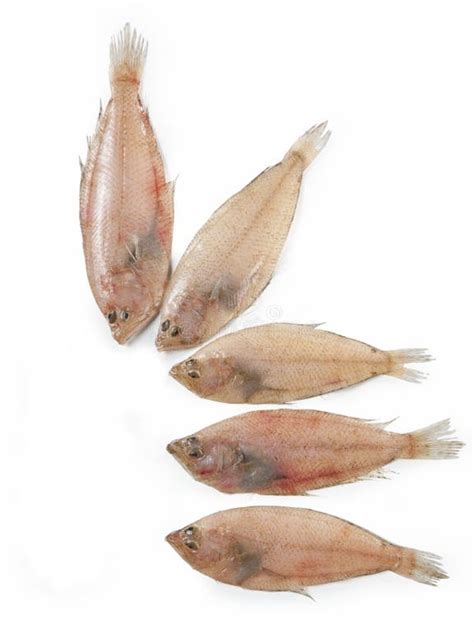 Europese Bot Geïsoleerd Op Wit Stock Foto Image Of Voeding Groep