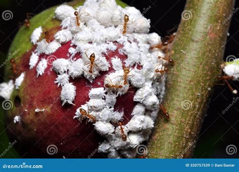 Phenacoccus Manihoti Is A Type Of Mealybug Stock Image Image Of Leaf