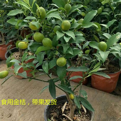 海南青金桔苗图片海南青金桔苗海南青金桔图片大山谷图库