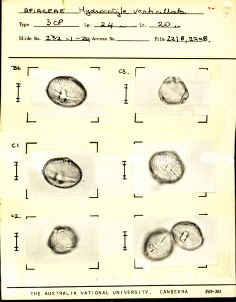 Hydrocotyle Verticillata Apiaceae