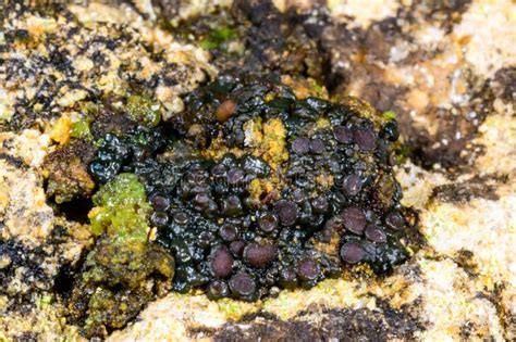 Black Crustose Lichen With Reproductive Organs Growing On Coastal Rocks Stock Image Image Of