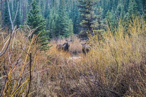Devils Thumb Pass To King Lake Winter Hike Happywhenhiking
