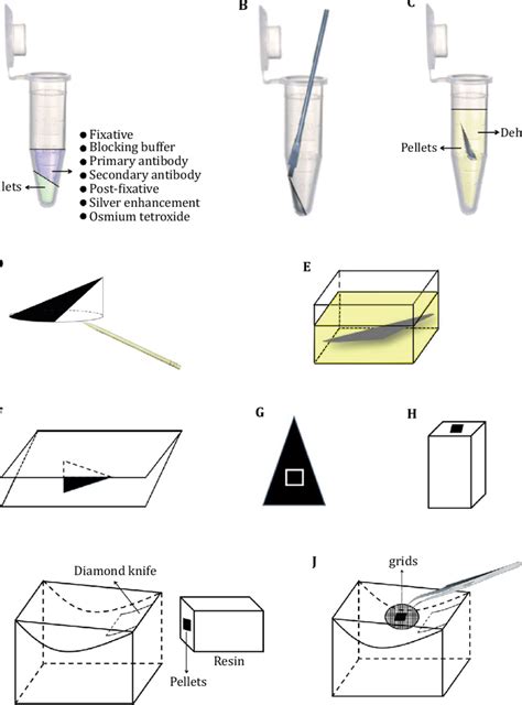 Additional Illustration Of Operational Skills A Incubation With Download Scientific Diagram